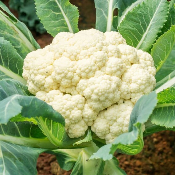 Cauliflower Flower