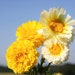 Garland Mix Daisy Flower Seeds USA Garden Yellow White Chrysanthemum ...