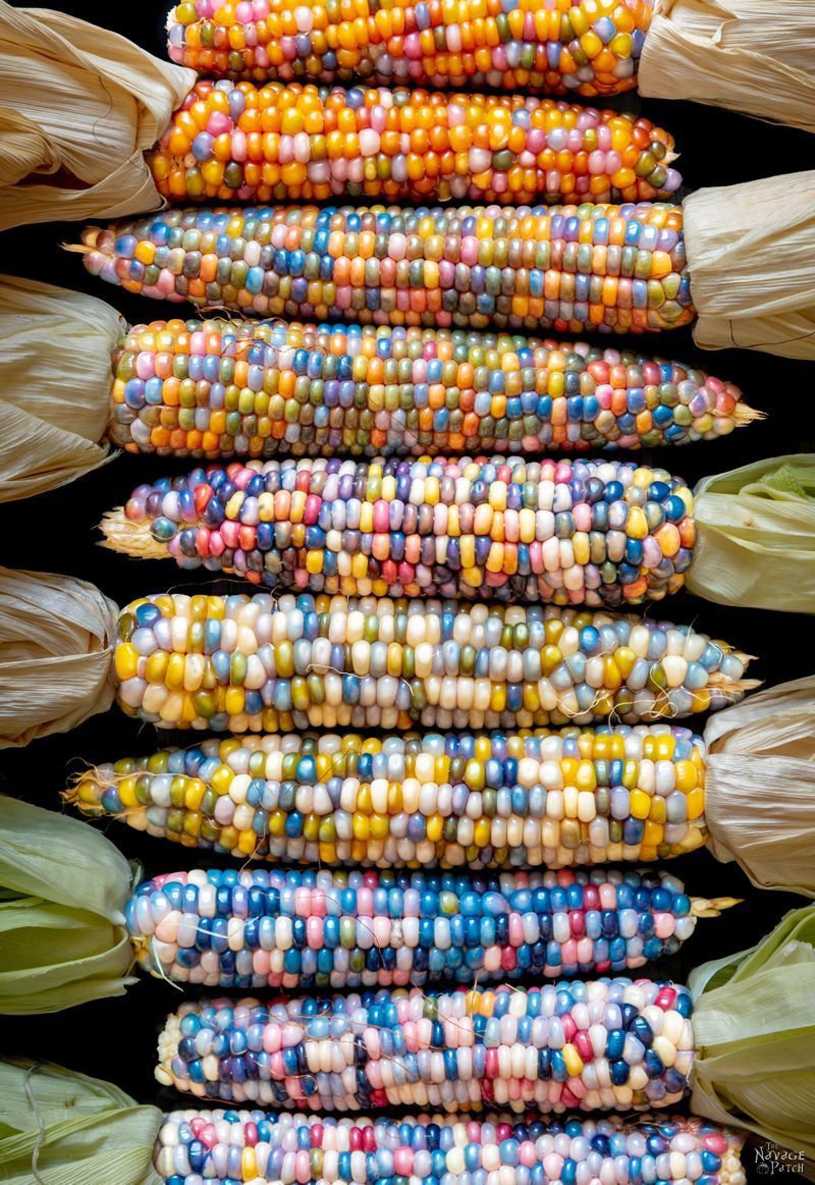 Glass Gem Ornamental Corn Seeds organic Multi Colored - Etsy