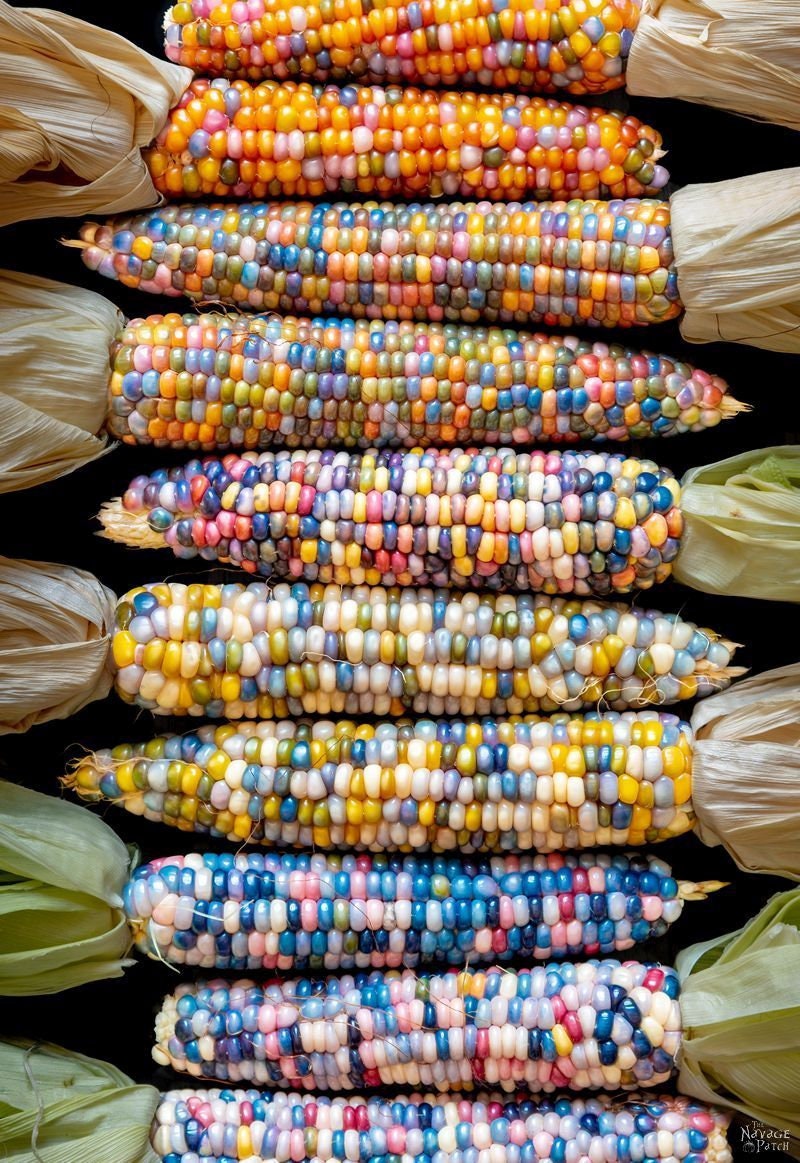 Home & Hobby ORGANIC Ornamental CORN 60 seed pack check out the colors ...