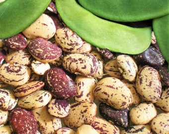 Jackson Wonder Lima Bean Seeds - Etsy