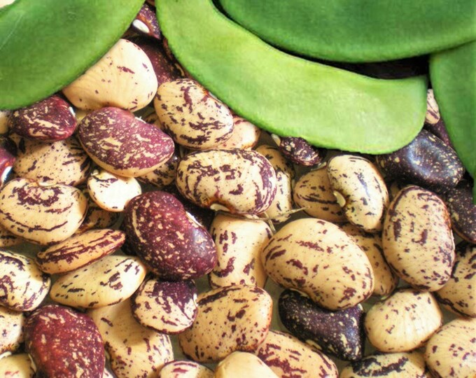 Jackson Wonder Lima Bean Seeds - Etsy
