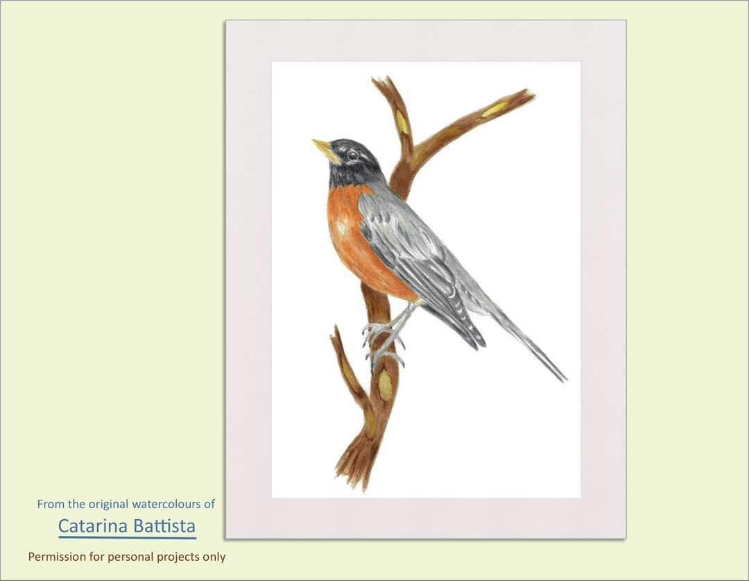 American Robin Watercolor Painting, Robin Digital Art Print of ...
