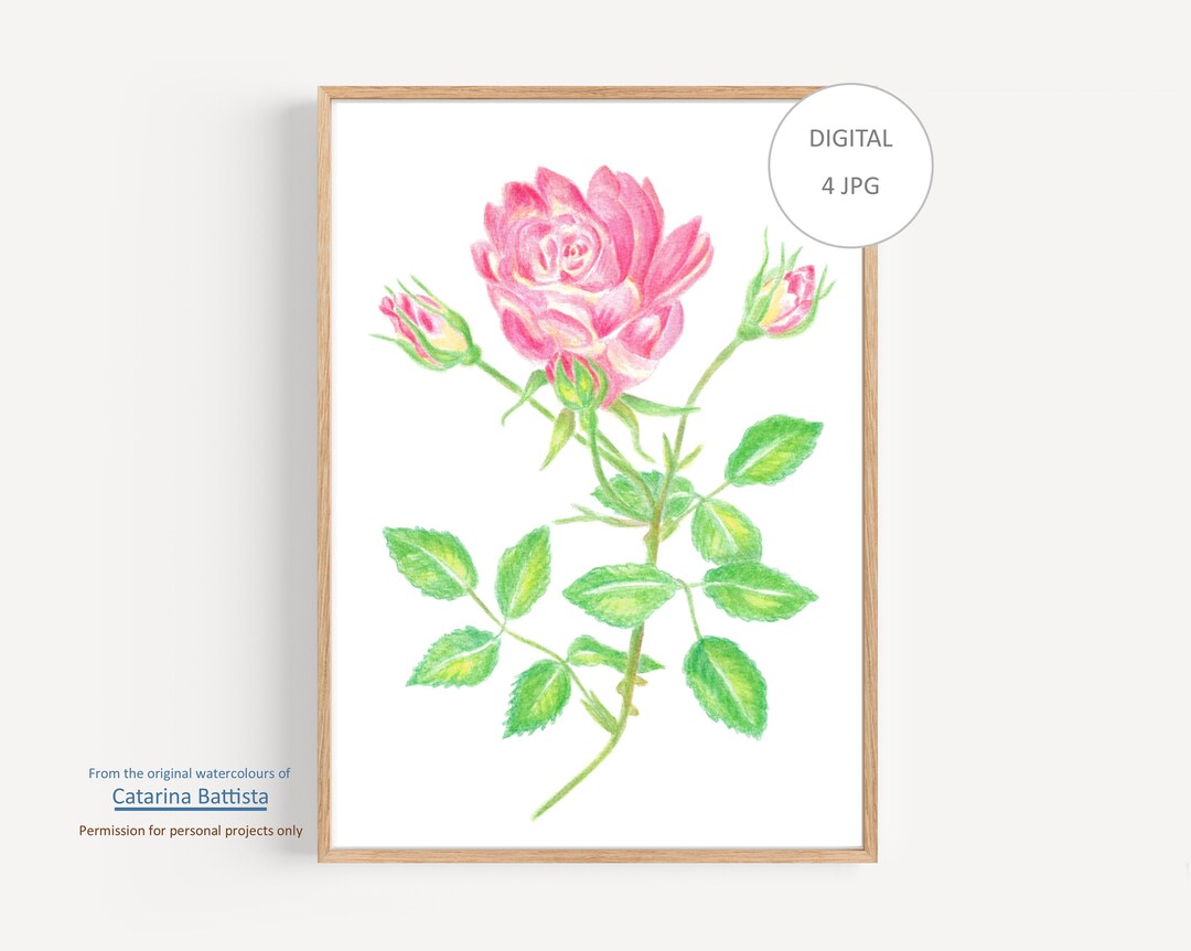 Rose Print, Rose Watercolor Print, Rose Painting, Pink Rose Digital ...