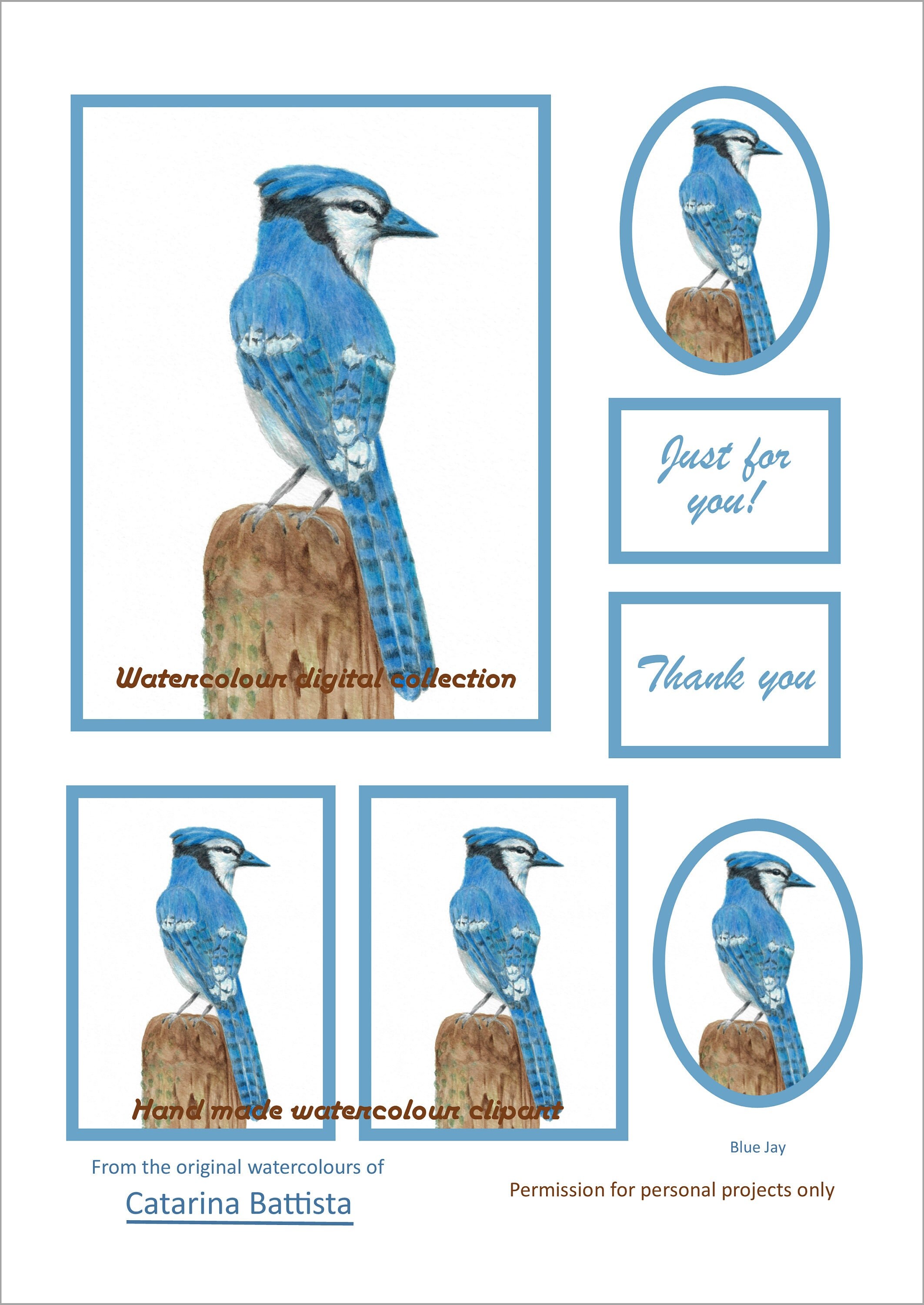 BIRD Card. BLUE JAY Printable Image for Card, Gift Tag, Postcard ...