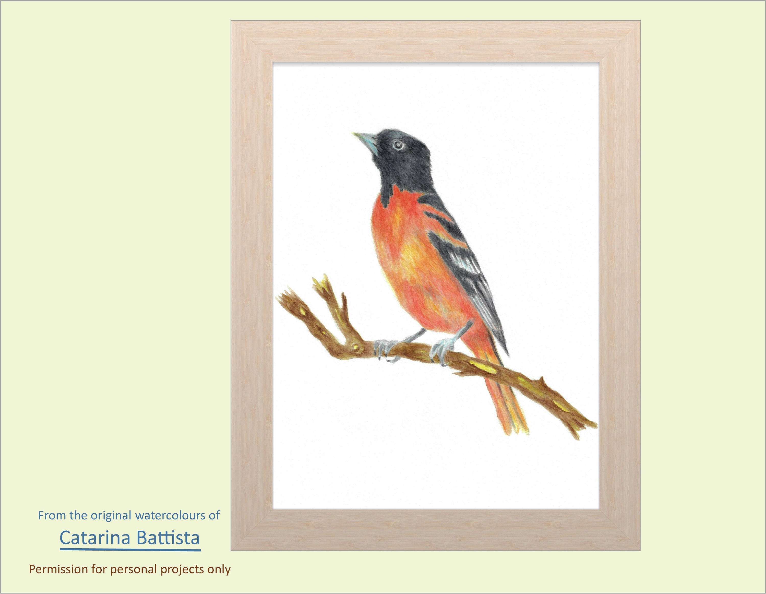 Baltimore Oriole Watercolor Art Print: Bird Illustration, Gift for ...