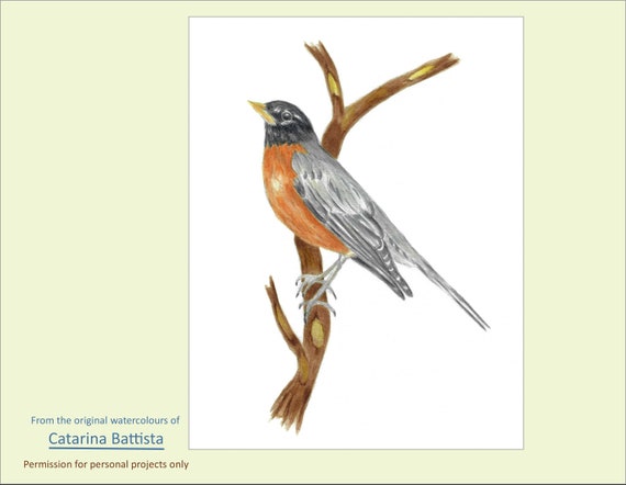 American Robin Watercolor Painting Robin Digital Art Print of - Etsy