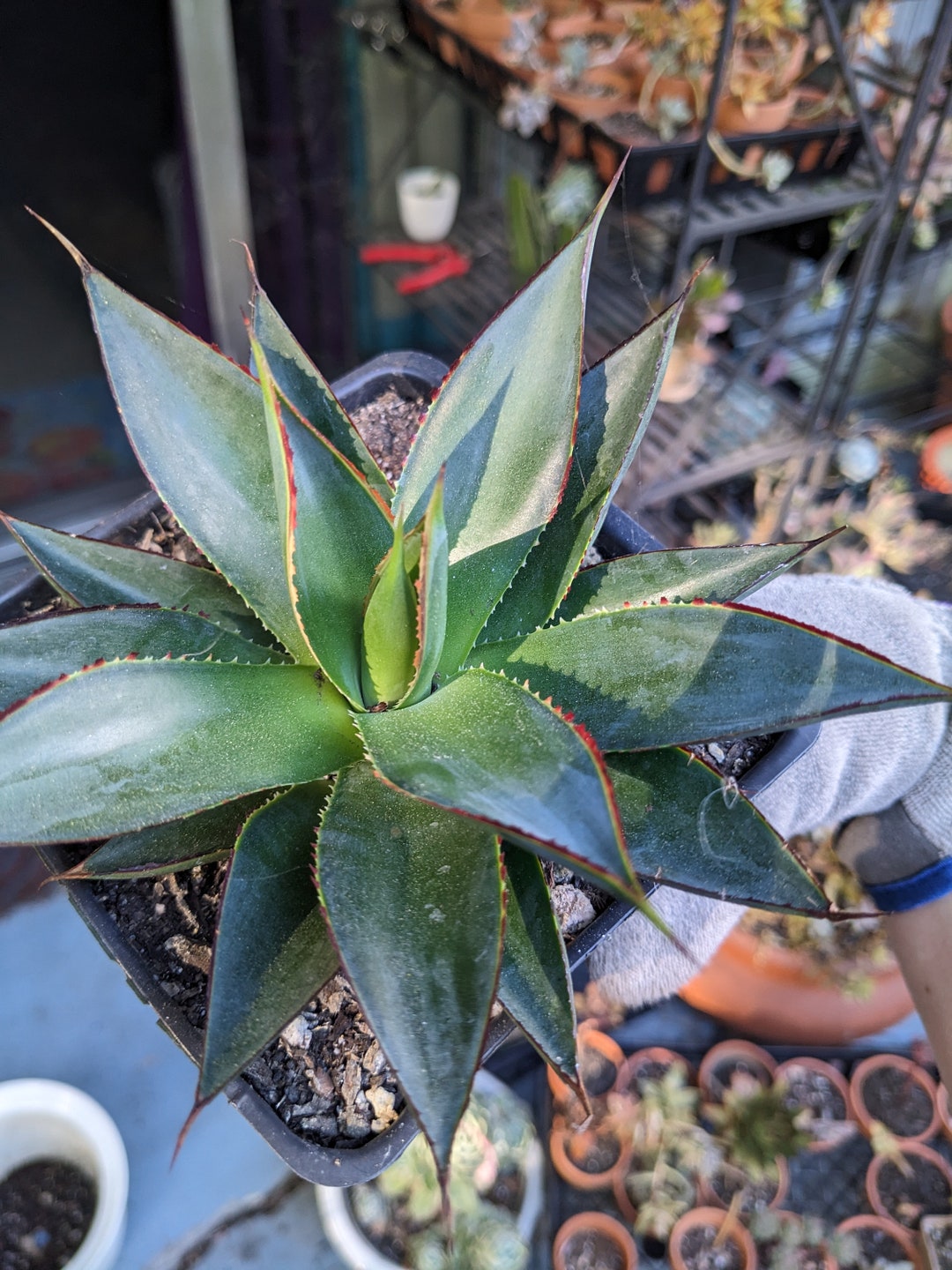 Agave Blue Glow, Cool Rare Agaves Dry Garden Succulents Drought ...