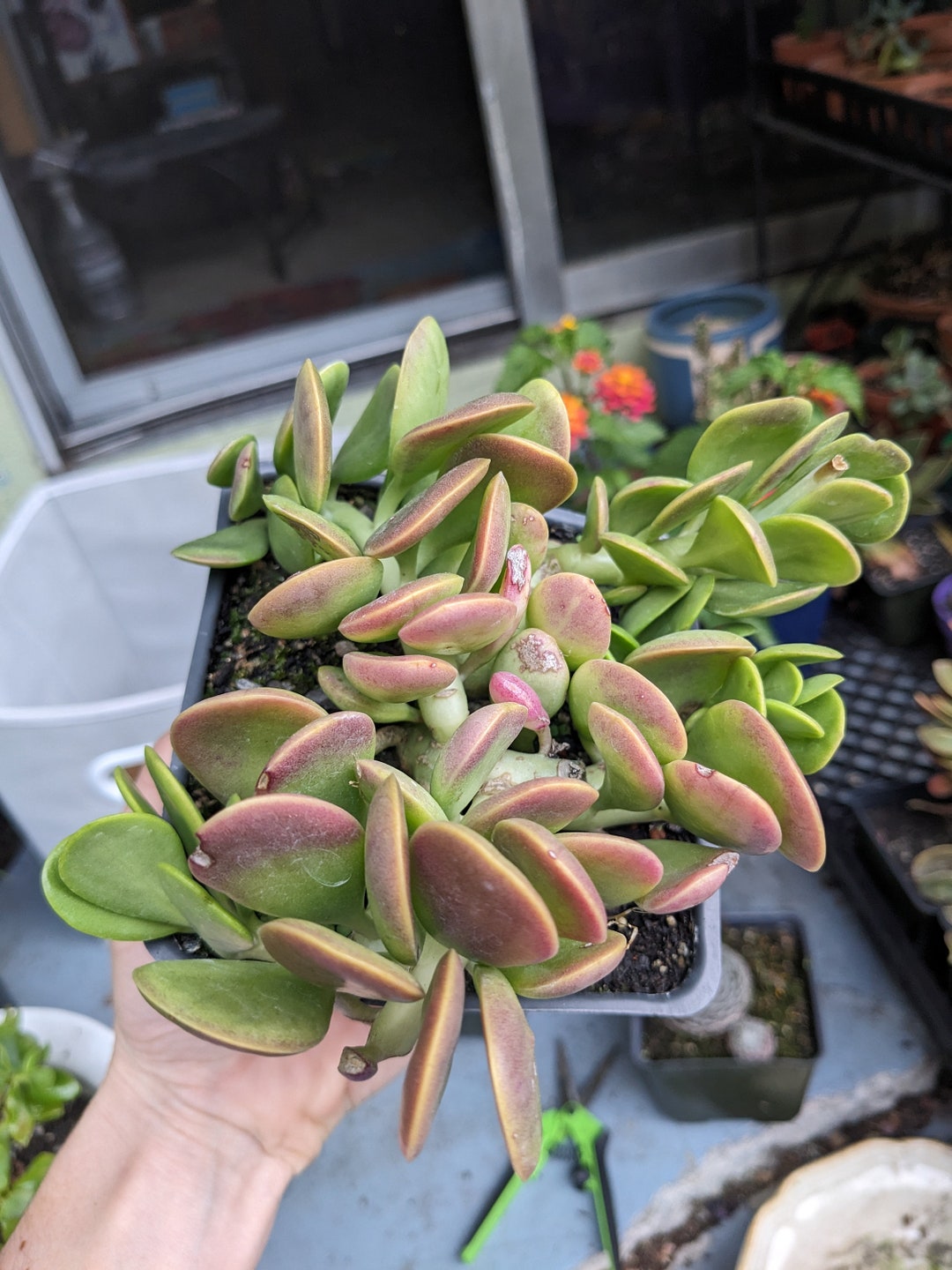Weeping Jade/ Trailing Jade/ Senecio Jacobsenii Cluster Plant Only Cool ...