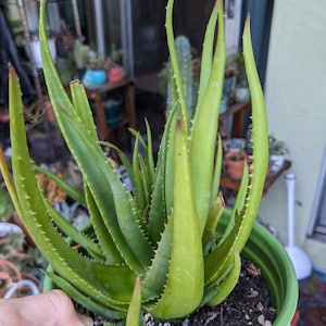 Hybrid Aloe Safari Rose, Large Aloe Cluster!! Plant Only! Cool Rare ...