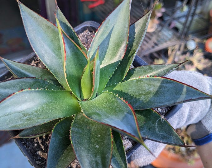 Agave Blue Glow, Cool Rare Agaves Dry Garden Succulents Drought ...