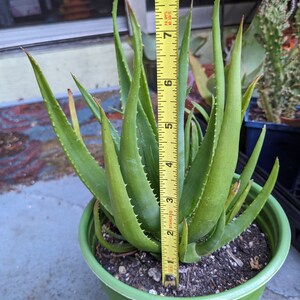 Hybrid Aloe Safari Rose, Large Aloe Cluster!! Plant Only! Cool Rare ...