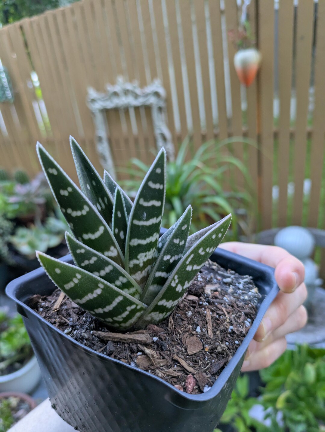 Aloe Variegata/ Tiger Aloe, Healthy, Chunky Variegated Aloe, Blooming ...