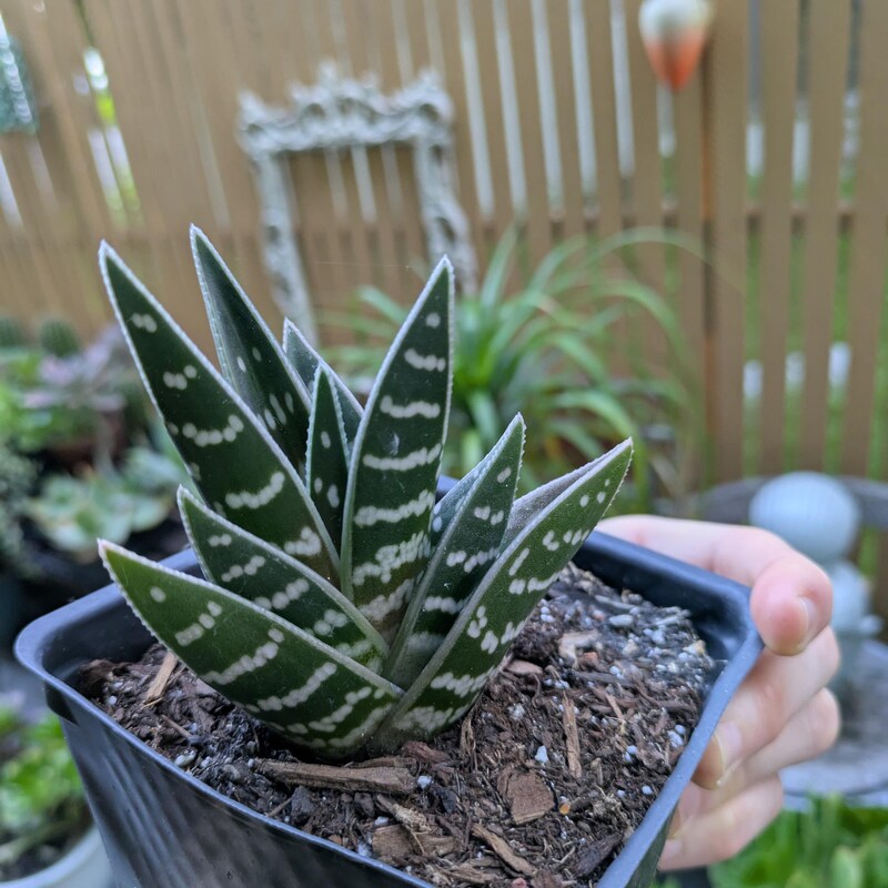 Rare Aloe - Etsy