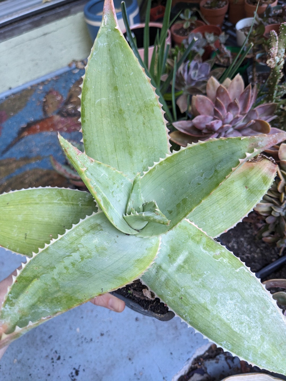 Aloe Striata Hybrid / Cool Rare Succulent Hybrids / Coral Aloe Hybrid ...