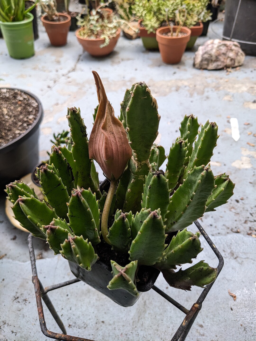 Large Stapelia Gigantea/ Giant Stapelia Succulent Plant/ Zulu - Etsy