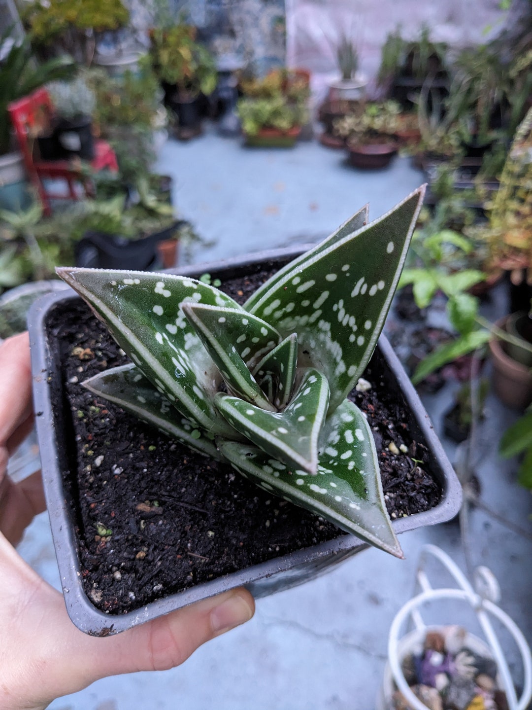 Aloe Variegata/ Tiger Aloe Healthy Chunky Variegated Aloe - Etsy