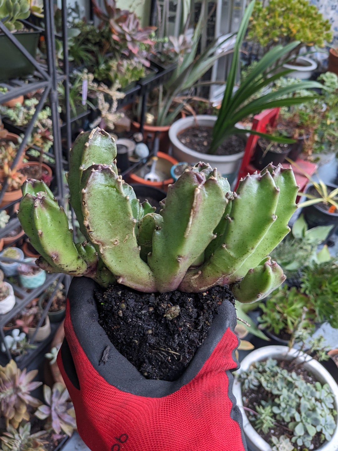 Large Stapelia Gigantea/ Giant Stapelia Succulent Plant/ Zulu Giant ...