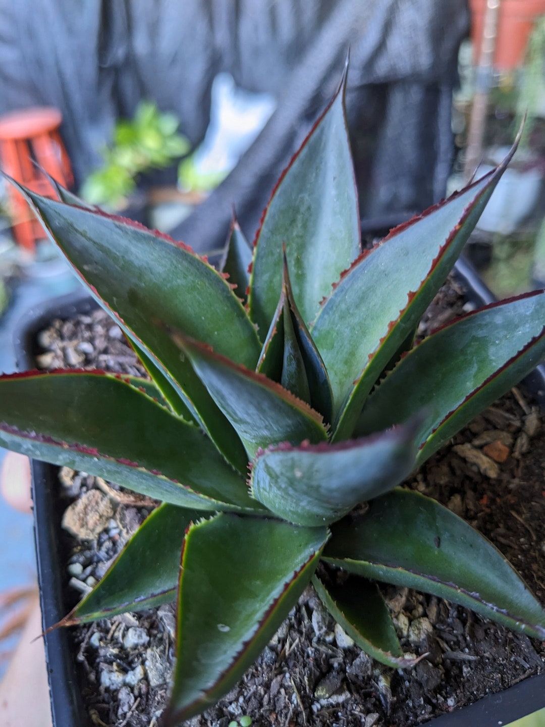 Agave Blue Glow Cool Rare Agaves Dry Garden Succulents - Etsy