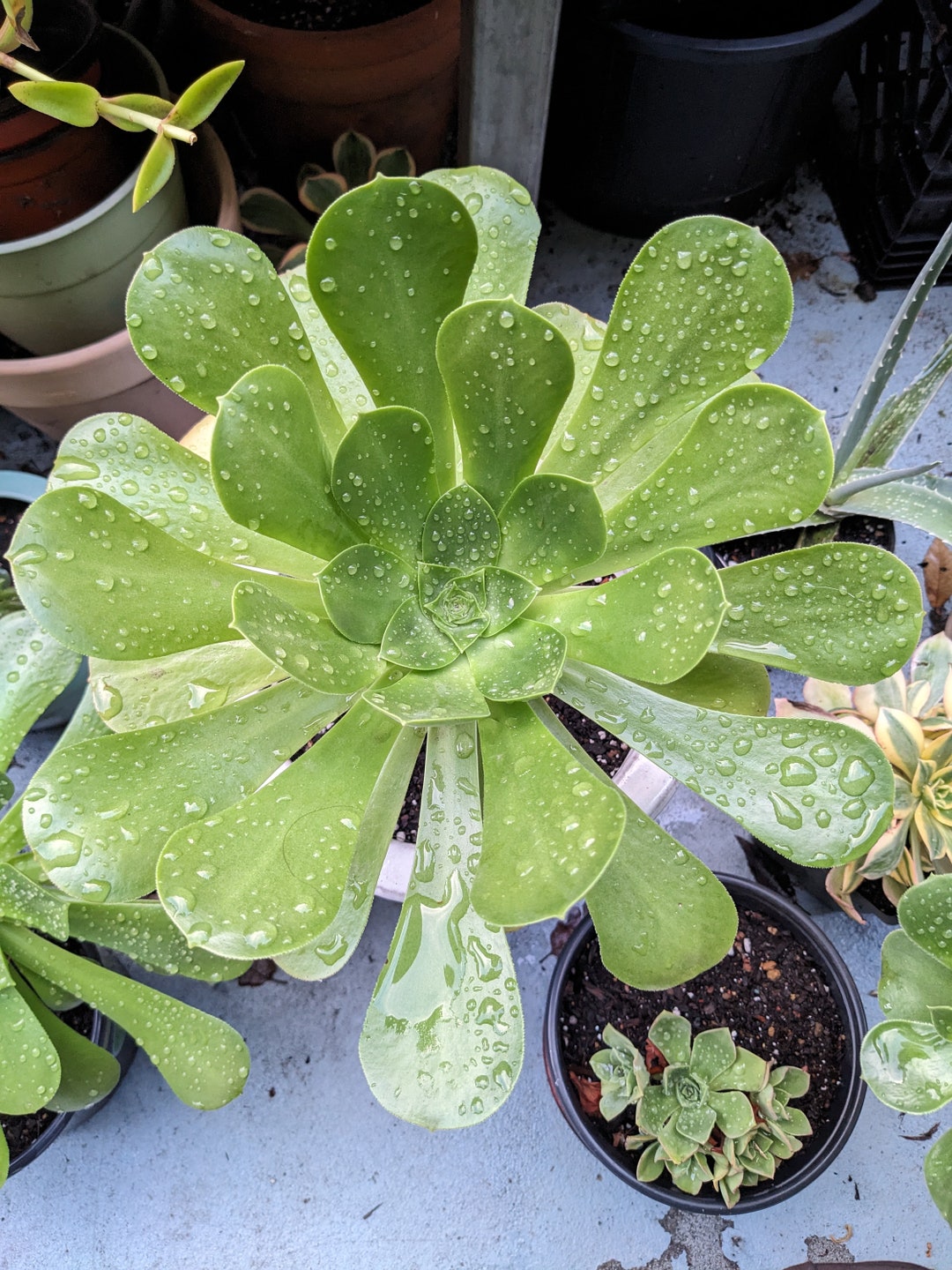 Large Canary Aeonium/ Aeonium Arboreum Tree Aeoniumtree - Etsy
