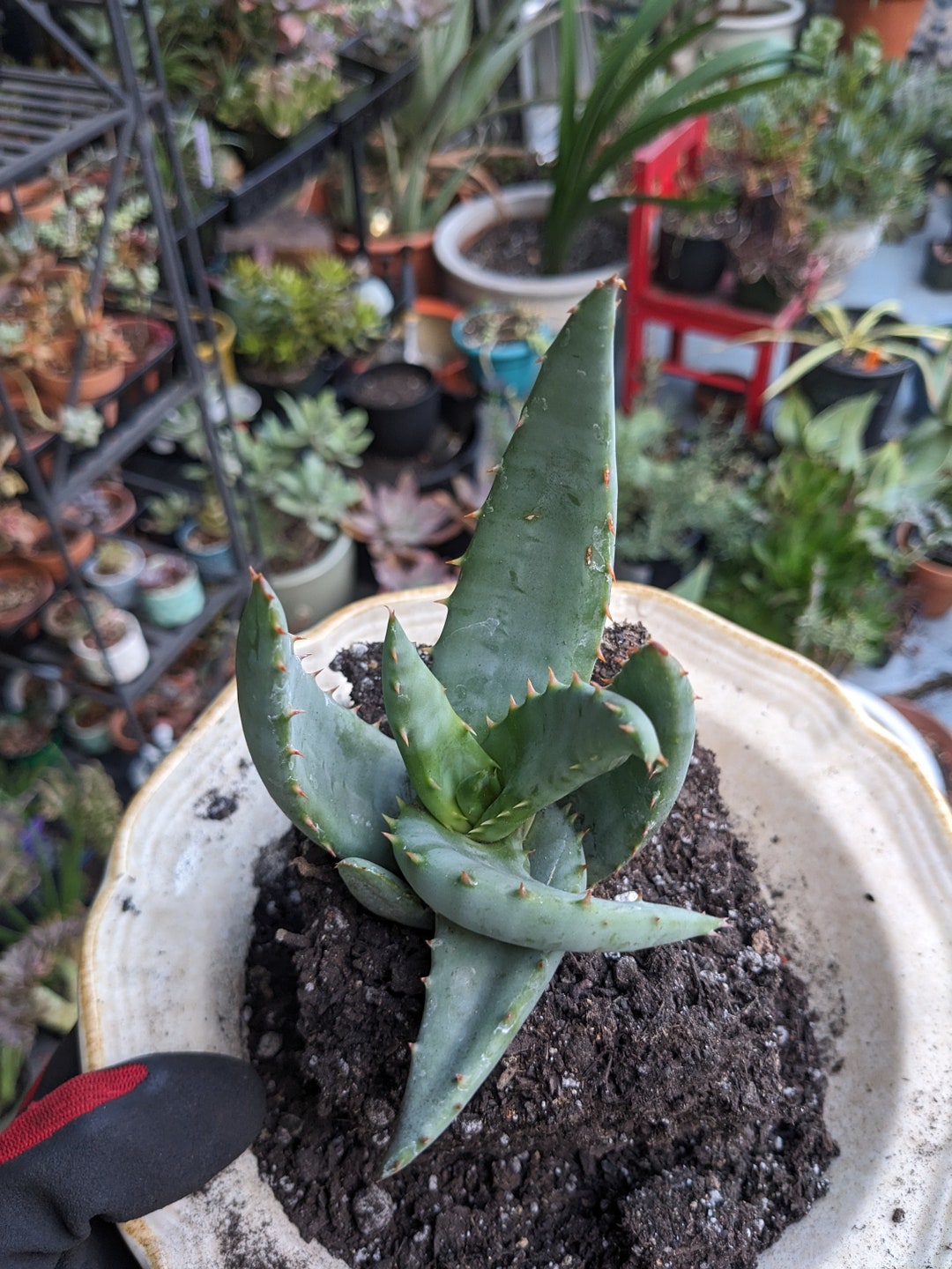 Cats Tail Aloe Castanea/ Well Rooted Cats Tail Aloe/ Cool Rare Cats ...