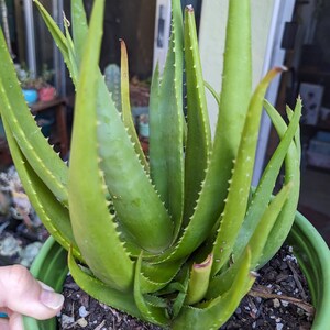 Hybrid Aloe Safari Rose, Large Aloe Cluster!! Plant Only! Cool Rare ...