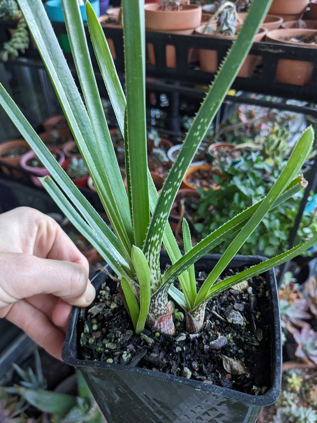 Aloe Cooperi/ Grass Aloe/ Full Sun Aloe Cluster! Healthy Rooted Grass ...
