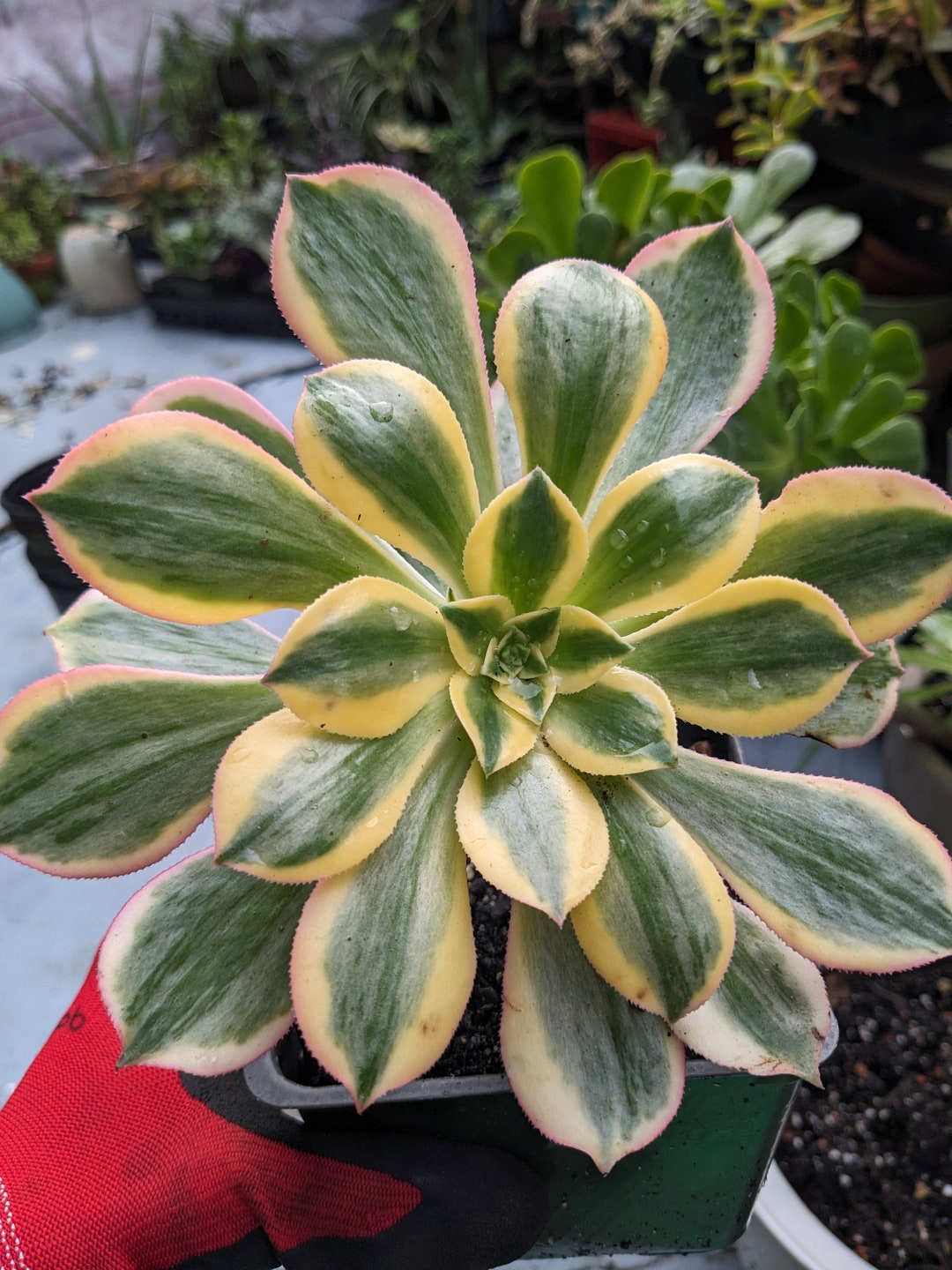 Large Aeonium Decorum 'sunburst' Succulent Plant Only! Cool Rare ...