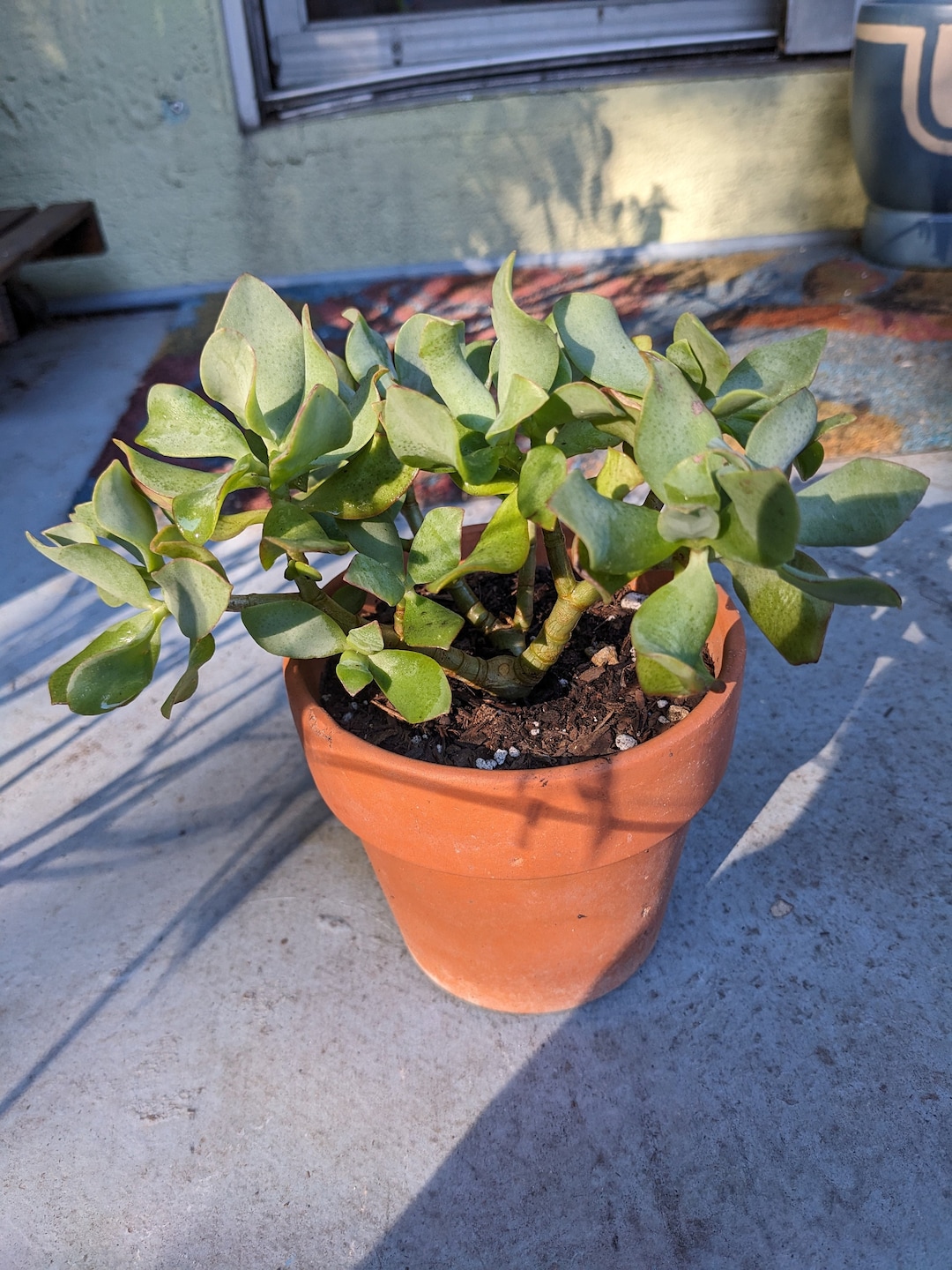 Crassula Arborescens Undulatifolia/ Ripple Jade Plant/ Good Luck Money ...