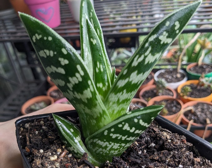 Aloe Variegata/ Tiger Aloe, Healthy, Chunky Variegated Aloe, Blooming ...