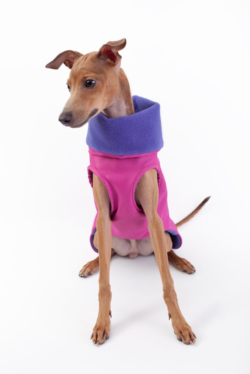 Italian Greyhound Winter Coat Warm Waterproof & Windproof - Etsy UK