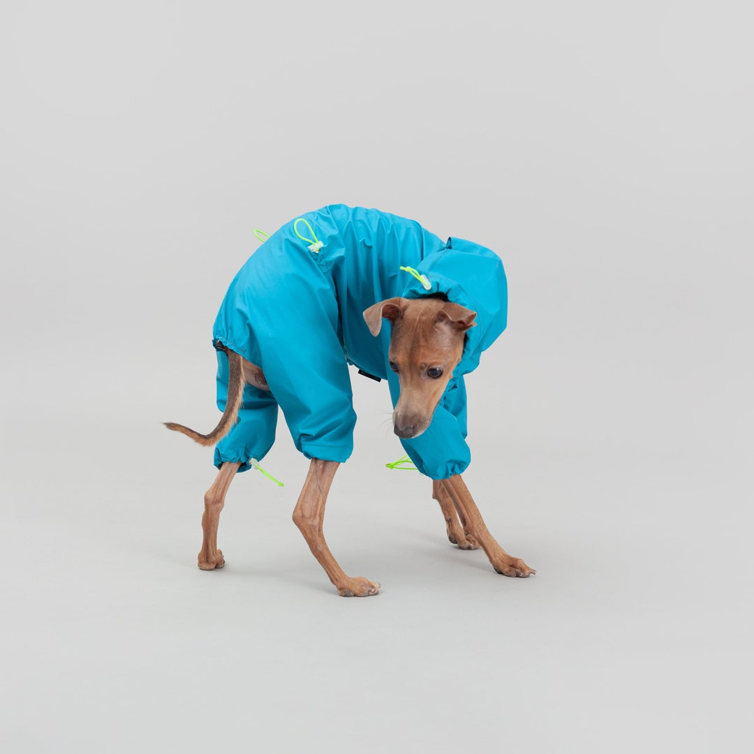 Italian Greyhound Rain Jacket | Lightweight Iggy Clothing | Colorful ...