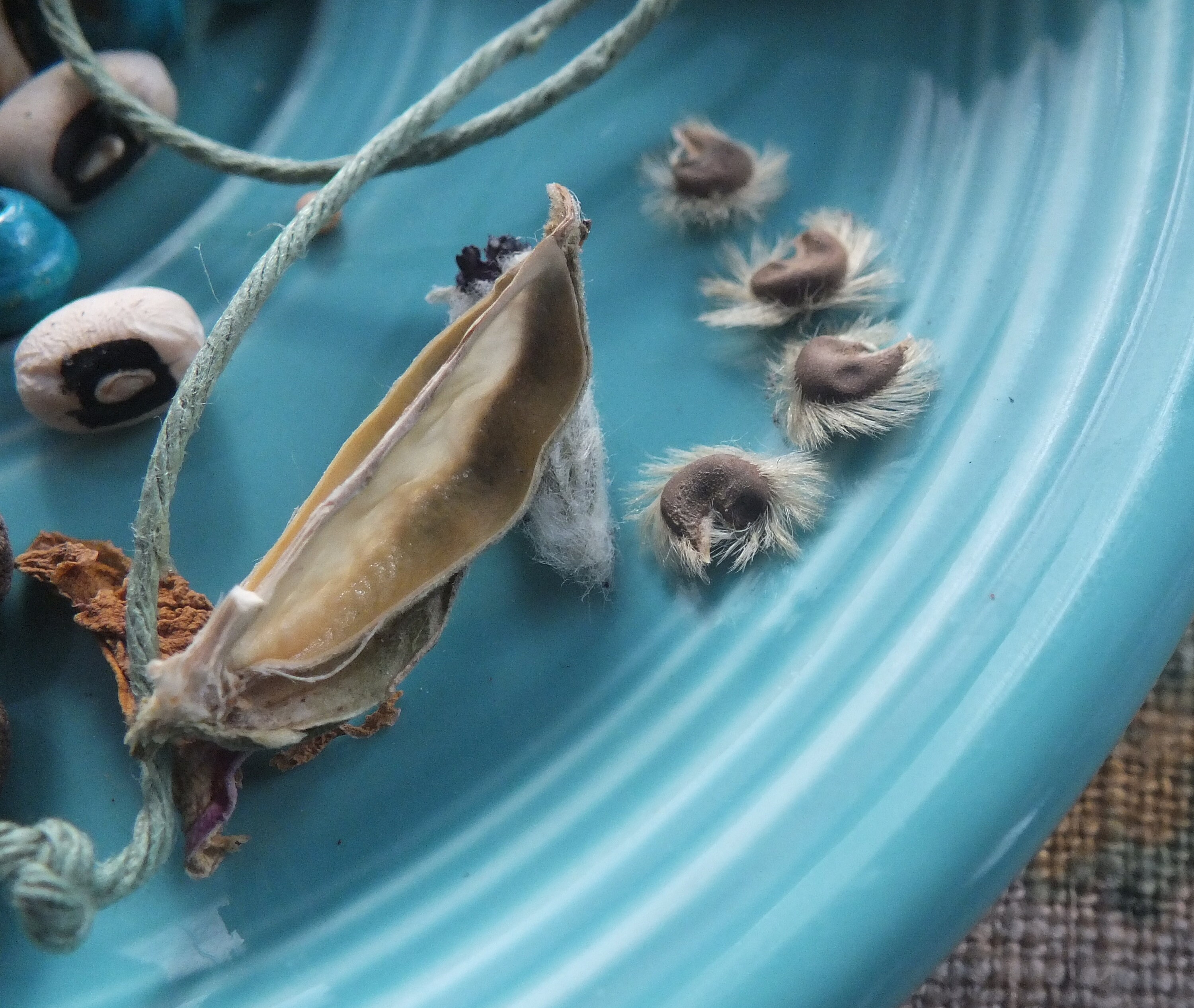 Voodoo running Rabbit Gris Gris Prosperidad y Bolsa de riqueza hecha a ...