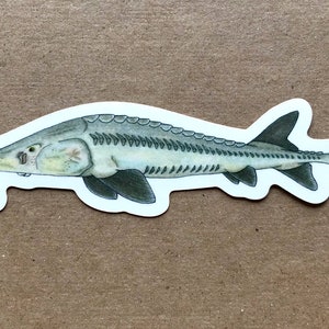 Sturgeon - Etsy