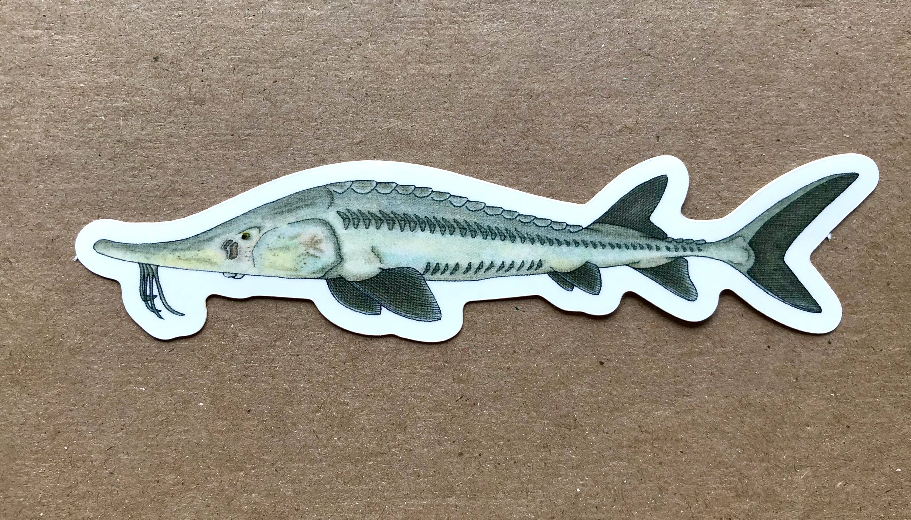 Pallid Sturgeon Sticker - Etsy