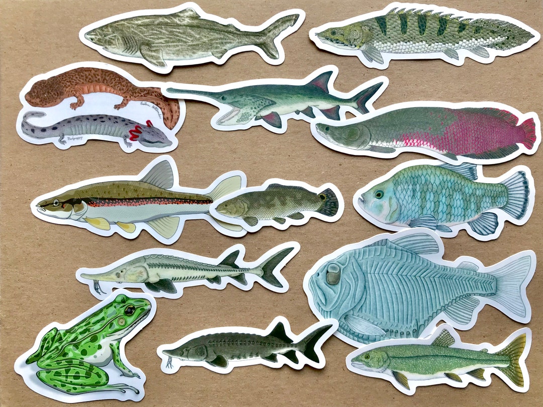 Choose Your Own: Fishy 3-pack Stickers - Etsy
