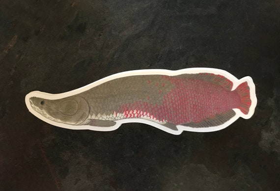 Arapaima Stickers | Etsy