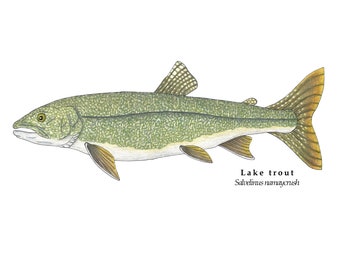 Lake Trout Drawing - Etsy