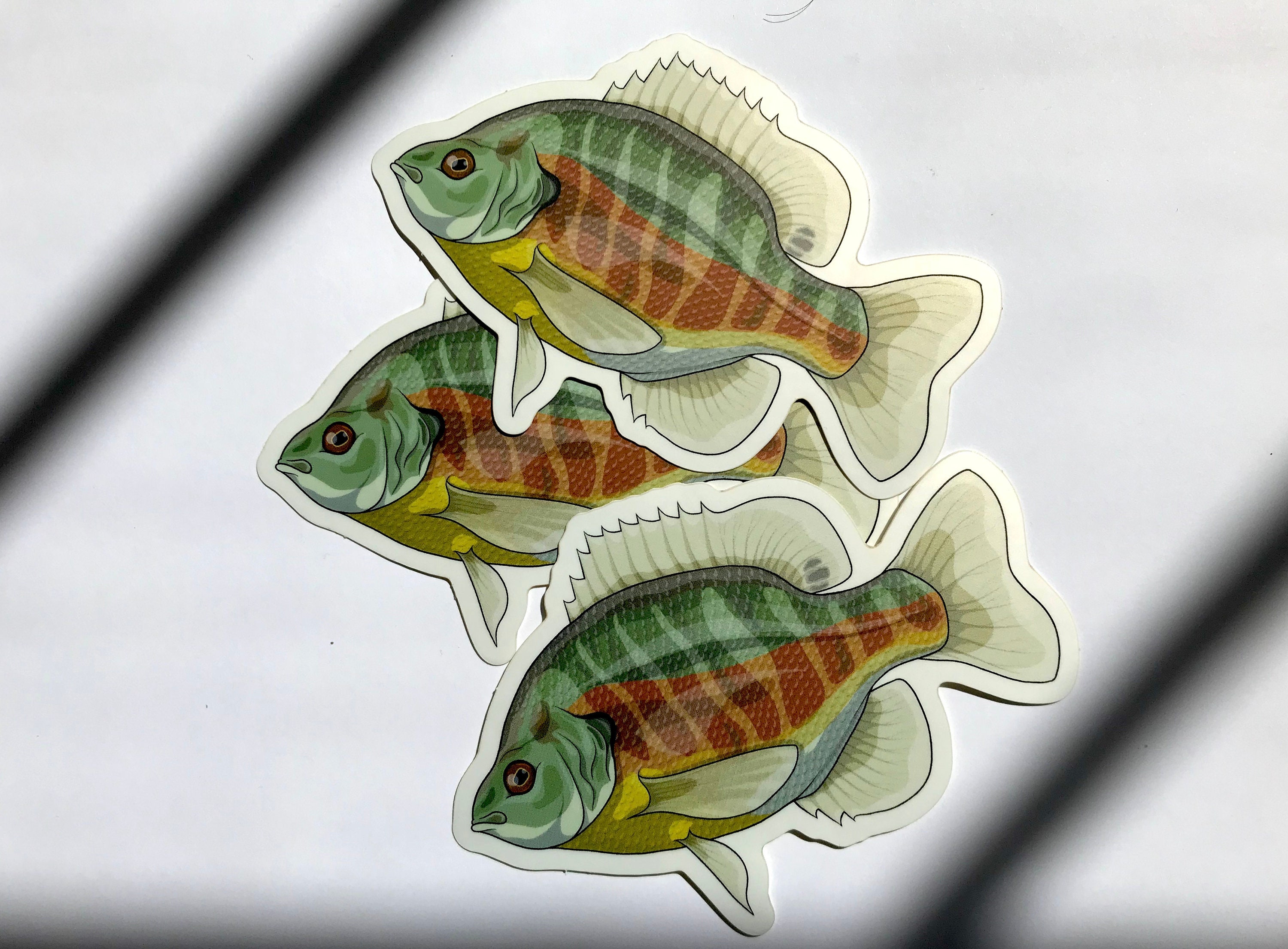 Bluegill Sticker - Etsy