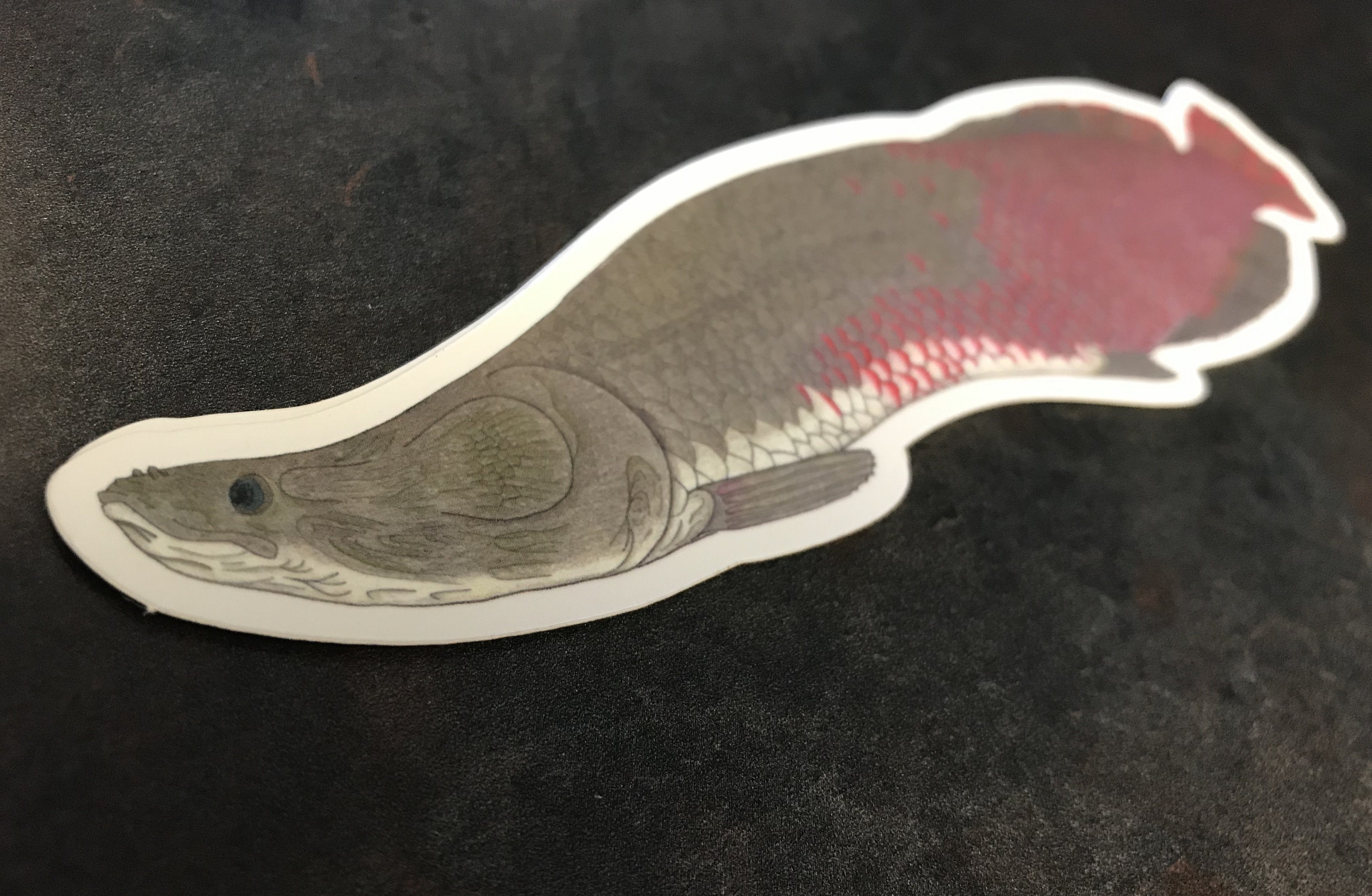 Arapaima Stickers - Etsy