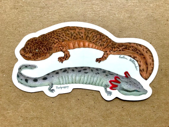 Aquatic Salamanders Sticker | Etsy