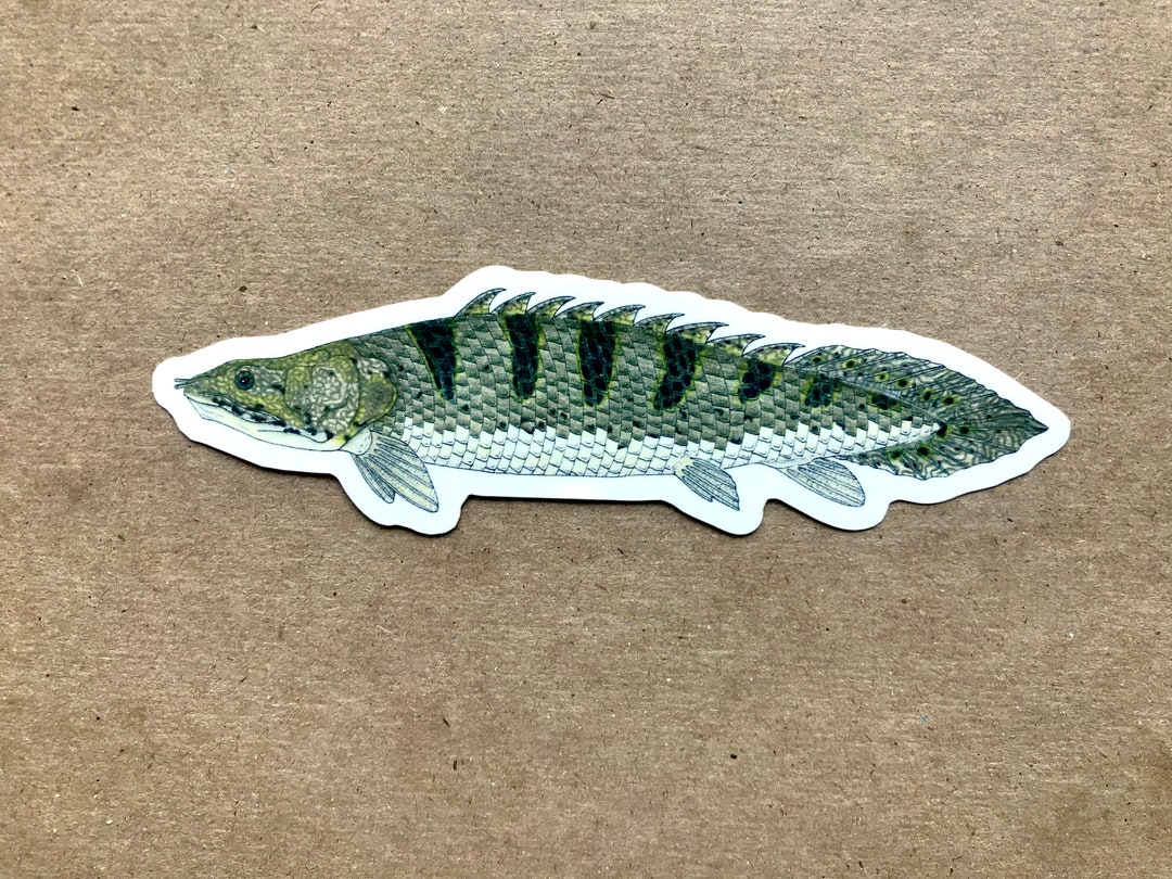 Banded Bichir Sticker - Etsy