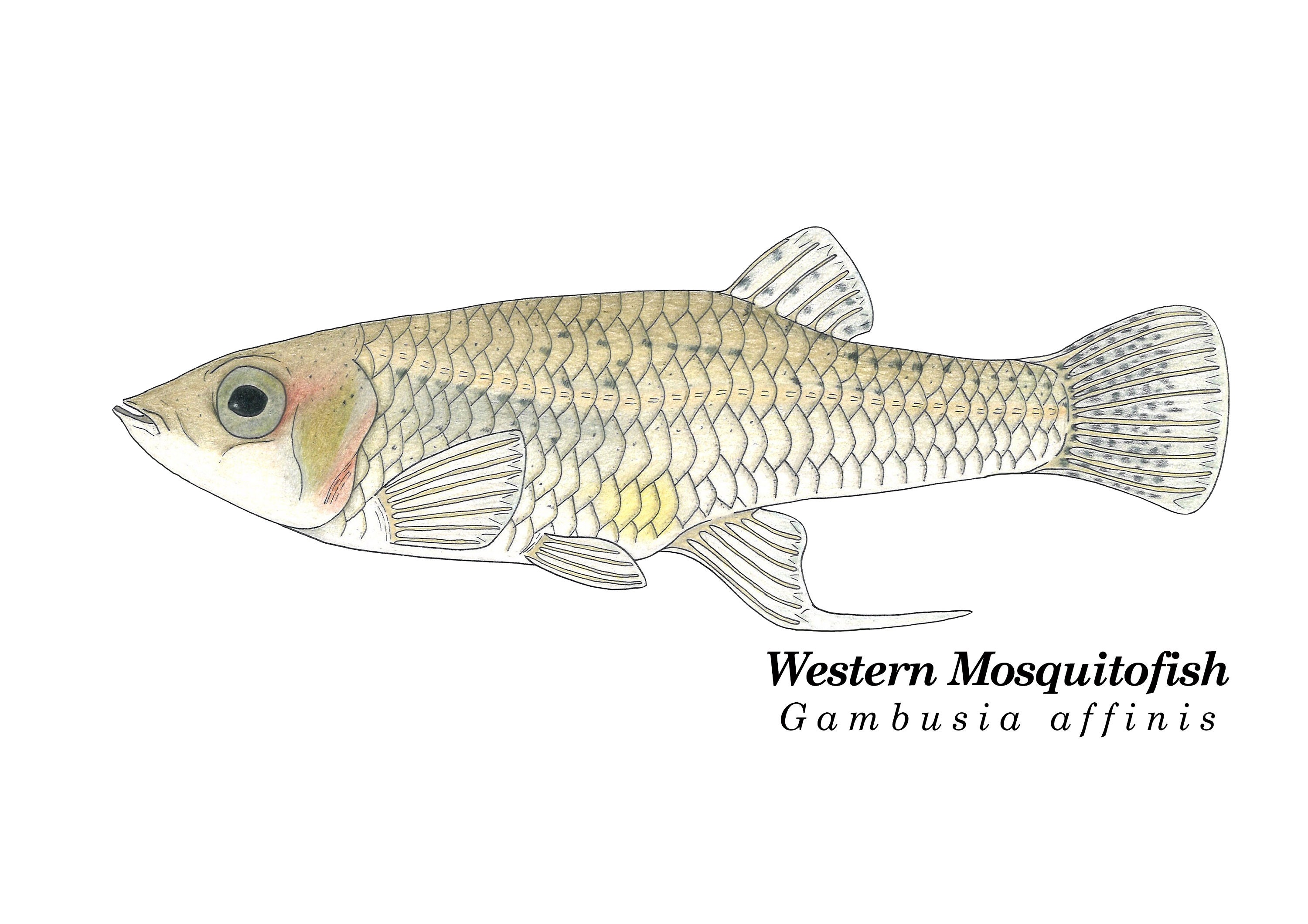 Western Mosquitofish