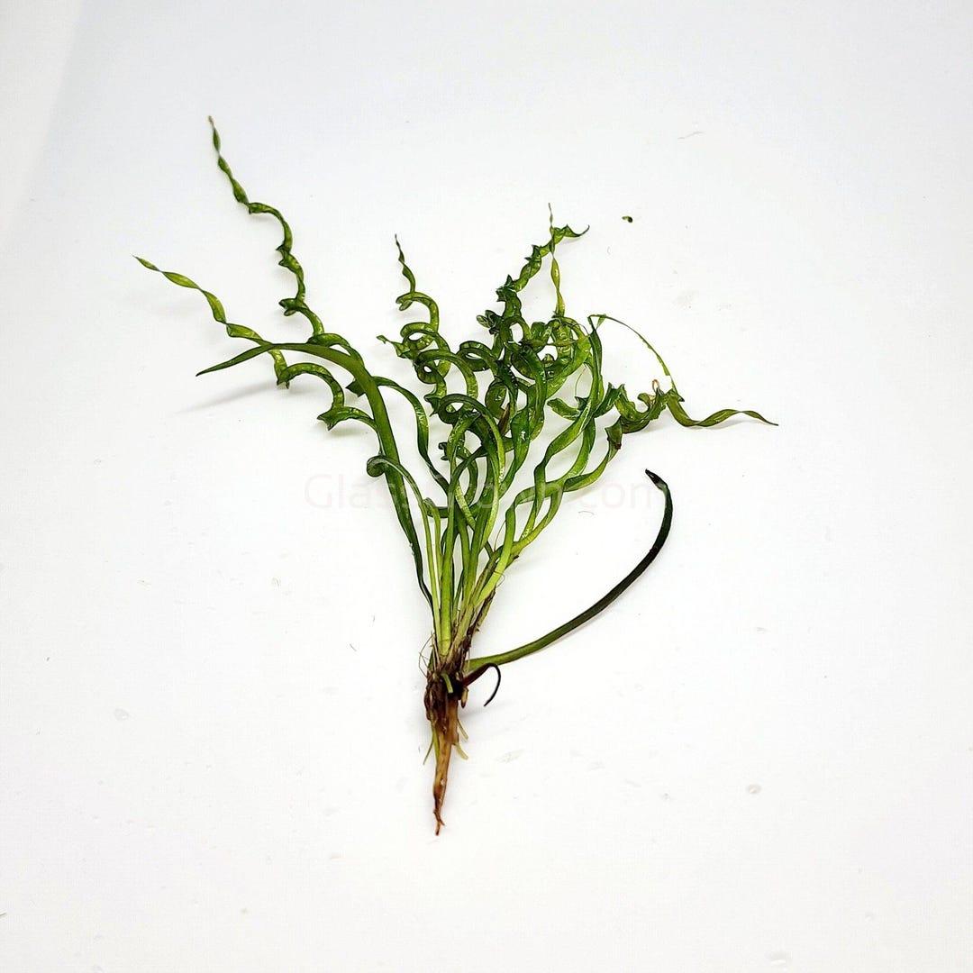 Corkscrew Vesuvius Sword Plant, Small Echinodorus Slow Growing Low Tech ...