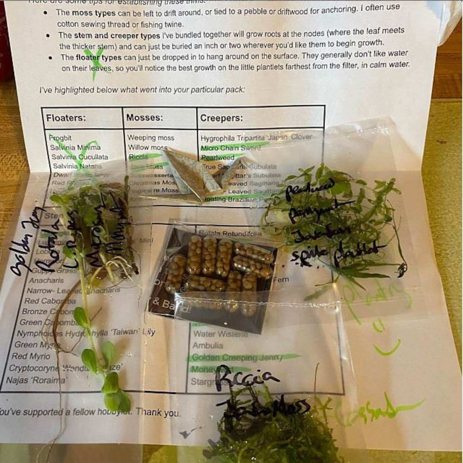 NO FLOATERS Beginner Pack 10 Tiny Random PLANT Species Low - Etsy
