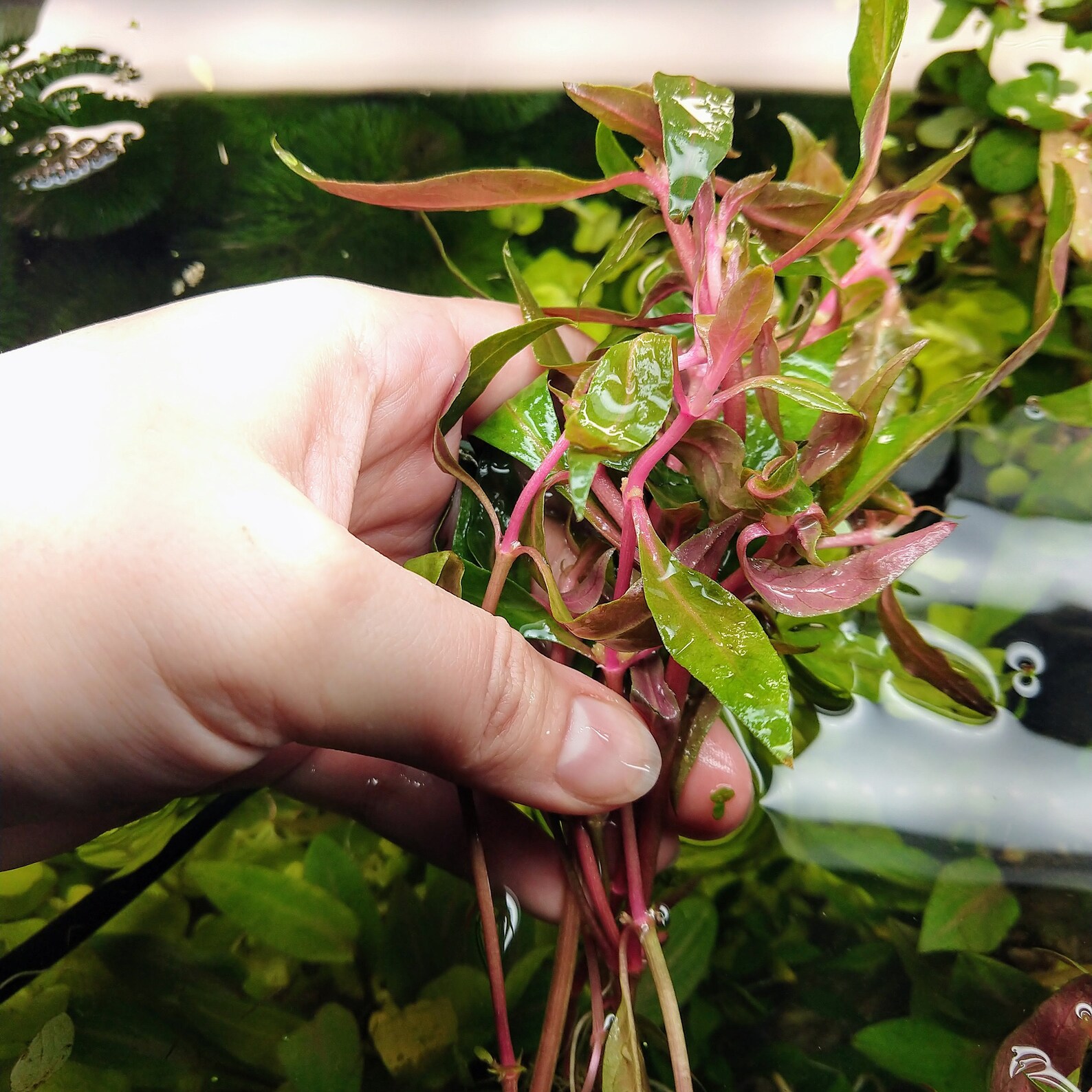 Scarlet Temple Plant, Alternanthera Reineckii, Live Aquarium Decor - Etsy