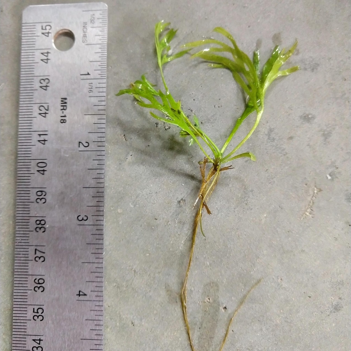 Lace or Broad Leaf Water Sprite, Live Aquarium Plant - Etsy