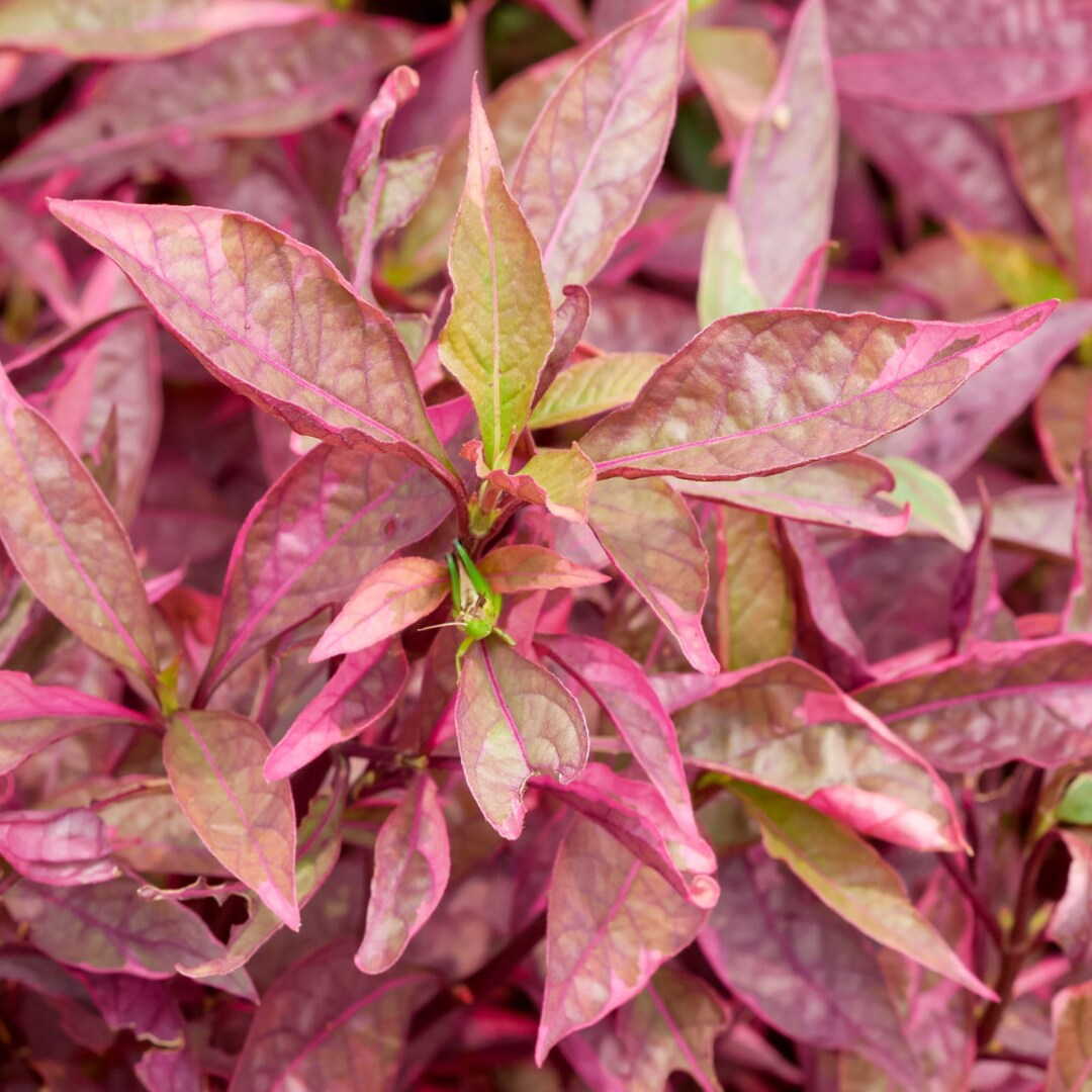 Scarlet Temple Plant, Alternanthera Reineckii, Live Aquarium Decor - Etsy
