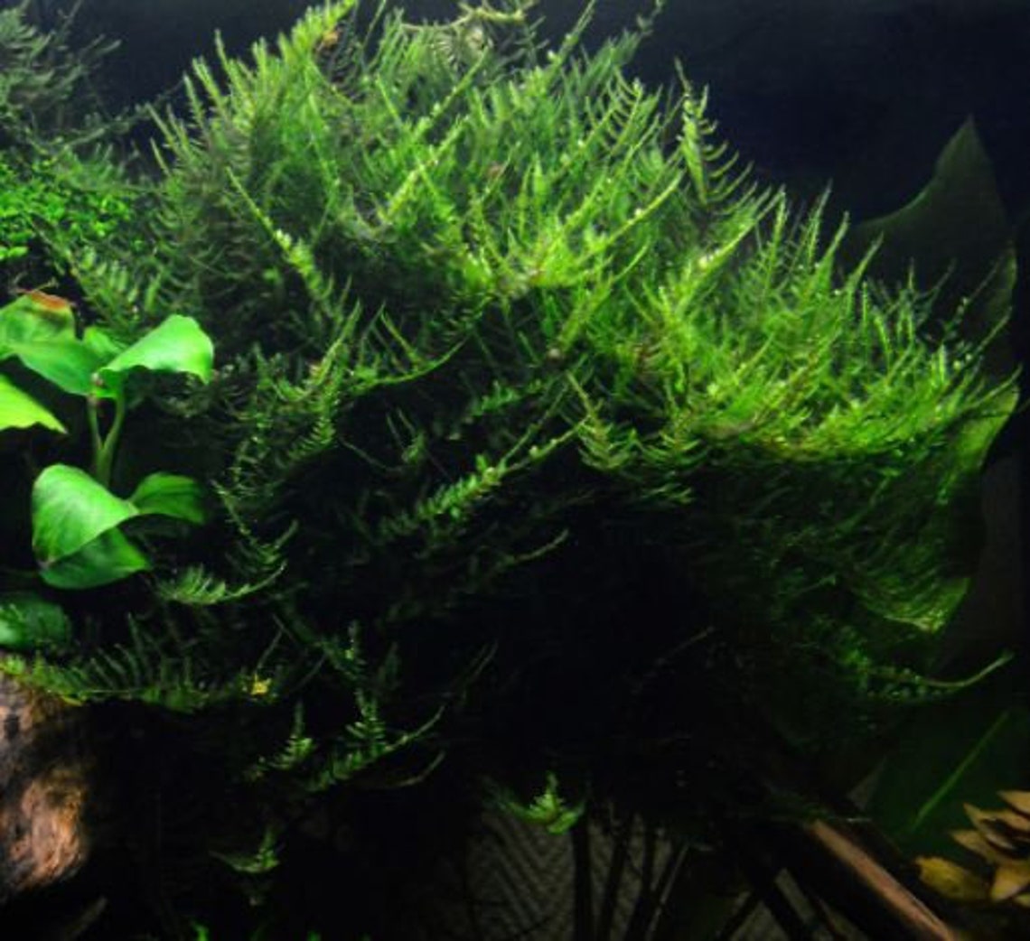 Java Moss Golf Ball Portion Low Tech Live Freshwater Aquarium - Etsy
