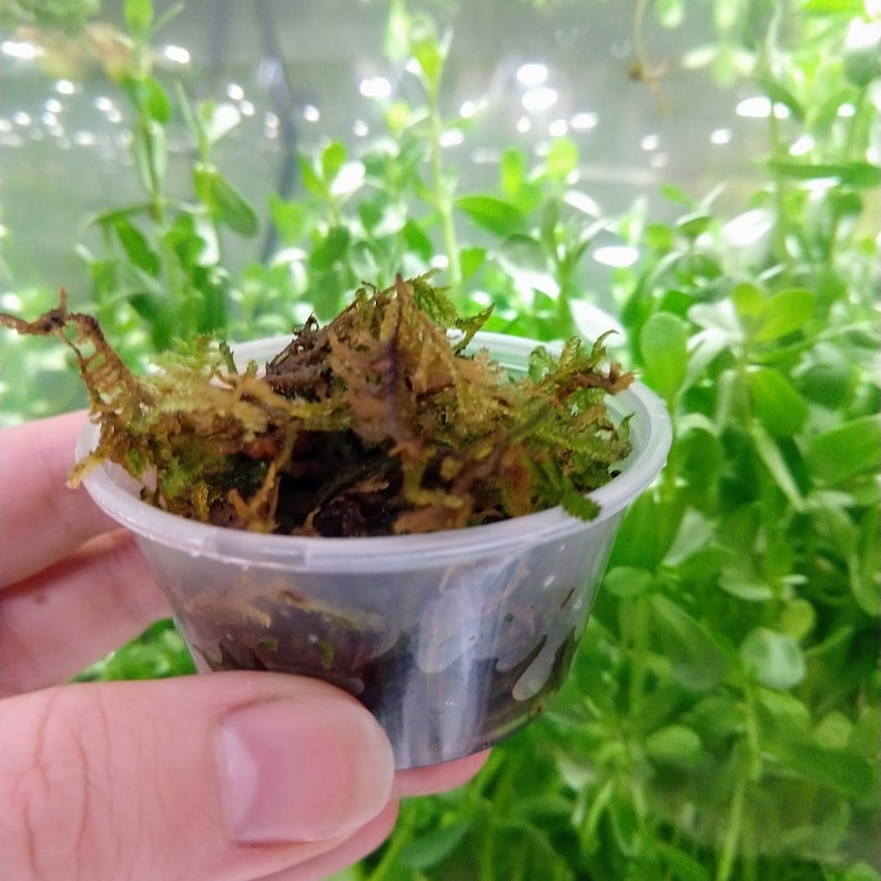 Java Moss Golf Ball Portion: Low Tech Aquarium Plant - Etsy